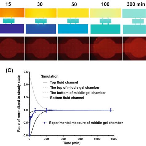 Theoretical Modeling And Experimental Characterization Of Drug Download Scientific Diagram