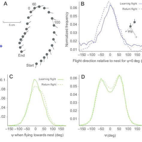 Relationship Between Body Orientation ψ And Flight Direction During Download Scientific