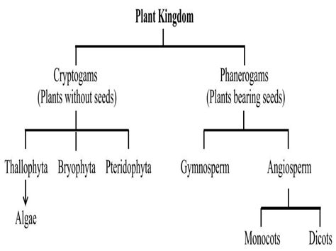 Classification Of Plant Pptx