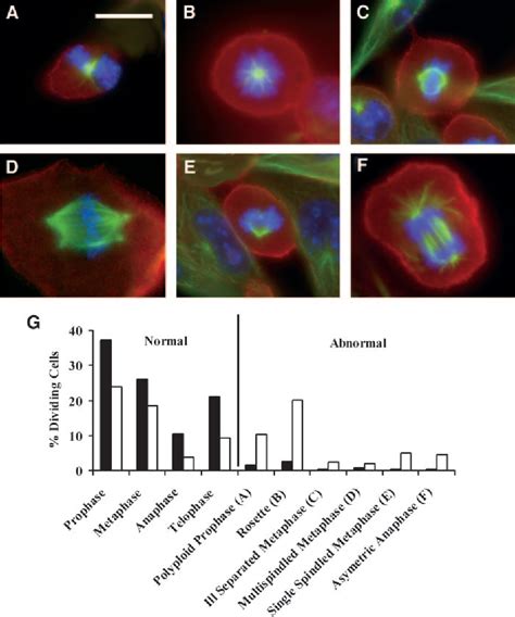 Figure 5 From Disruption Of Cancer Cell Replication By Alternating