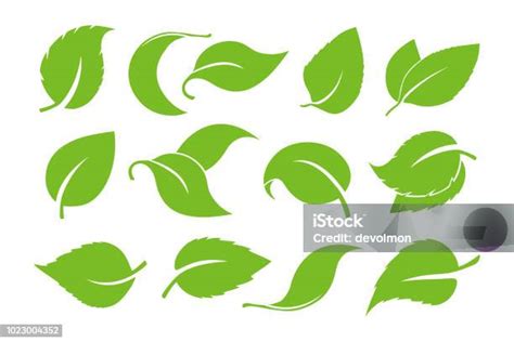 아이콘 벡터 세트 흰색 배경에 고립 된 나뭇잎 나무와 식물의 녹색 잎의 다양 한 모양 에코와 바이오 로고에 대 한 요소입니다 녹색 잎 디자인 요소의 설정 합니다 날씨에 대한