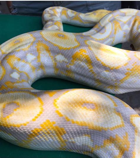 Albino Reticulated Python