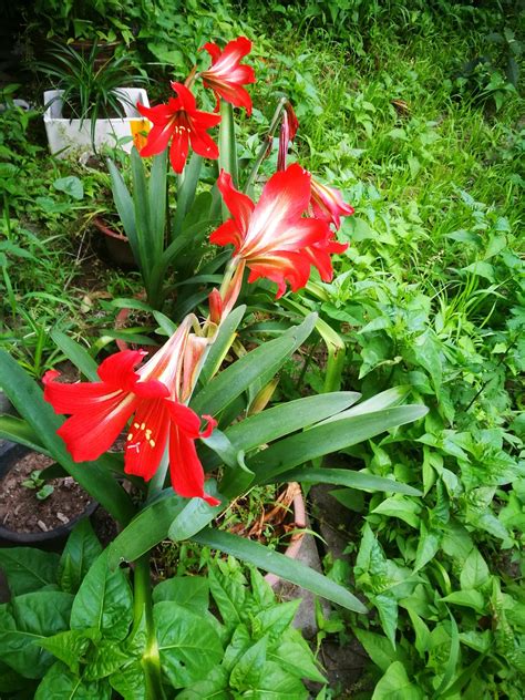 Flower Plot Grass Community Zhu Free Photo On Pixabay Pixabay