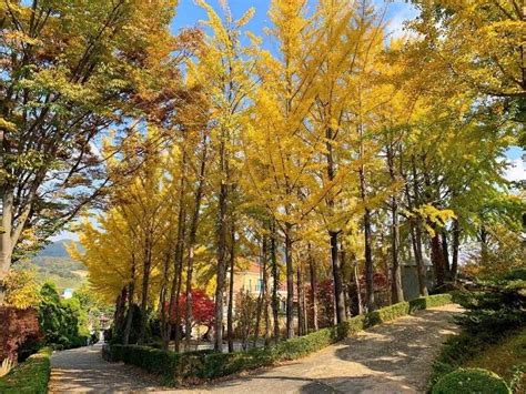 베어트리파크 단풍축제
