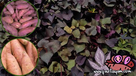 Keledek Jenis Pembiakan Dan Potensinya Segalanya Tentang Tumbuhan