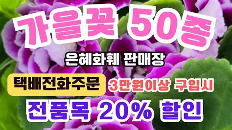 은혜화훼판매장🌳전국택배 전화주문 ☎010 2651 4421🌸가을꽃50종🌸방문고객대상 3만원이상 구입시 전품목 20할인🌸해피블루 자스민 골든피라밋 사랑초 페라고늄 글록시니아