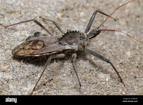 Closeup Of Adult Wheel Bug Concept Of Insect And Wildlife Conservation Habitat Preservation