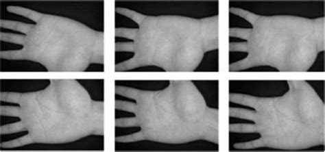 Eight Typical Palmprint Images In Database Download Scientific Diagram