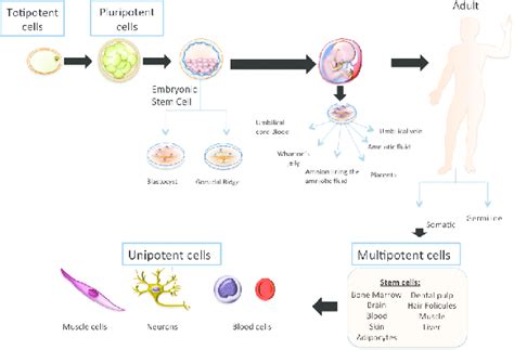Types Of Stem Cell And Their Potential Differentiation Download