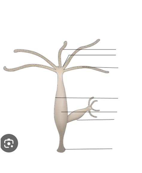 Hydra Diagram Quizlet