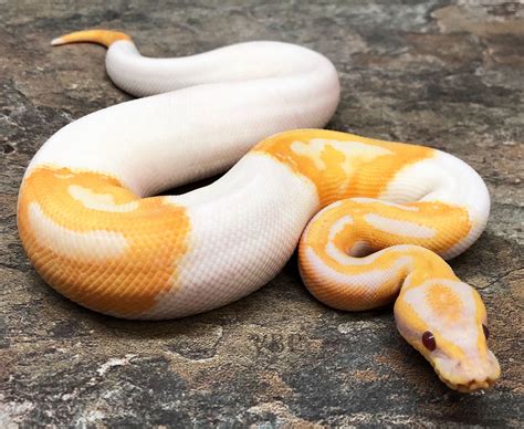 Dreamsicle Lavender Pied Ball Python By Vesper Ball Pythons Morphmarket