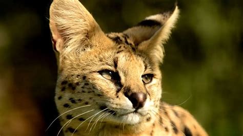 Вятские картины на холсте Животные фауна 4107 на подрамнике декор для дома интерьер на