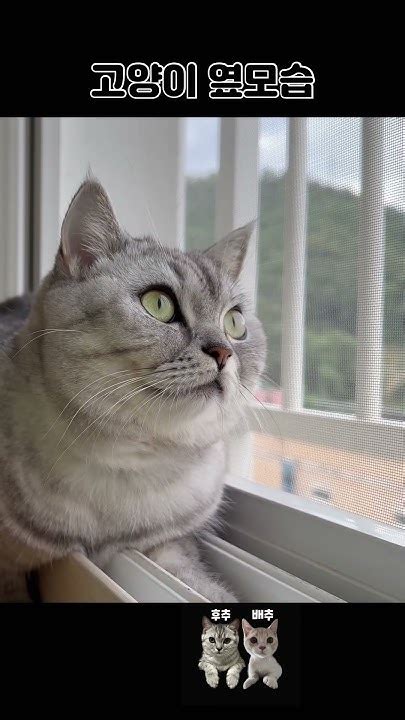 고양이 옆모습 Youtube