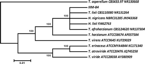 Phylogenetic Tree Based On Its 5 8s Rdna Sequence Of Trichoderma Lixii Download Scientific