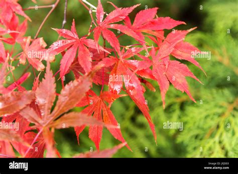 Red And Yellow Tree Leaves Falling Down On Earth In Autumn Outdoor Photo Without Filters