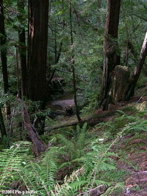 Caudata Culture Species Entry Dicamptodon Ensatus