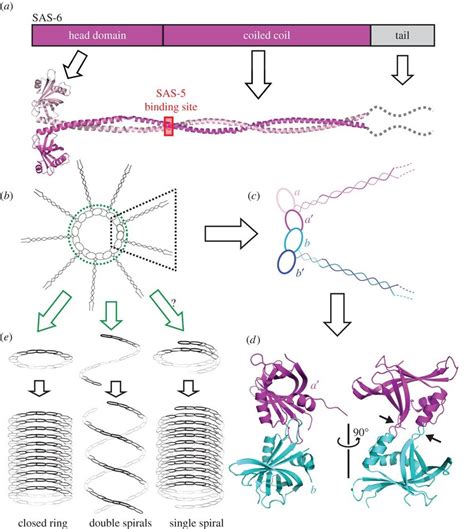Structure And Assembly Of SAS A Domain Organization And Ribbon Download Scientific Diagram
