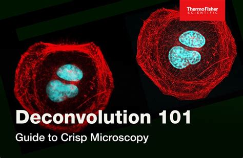 Image Deconvolution 101 Guide To Crisp Microscopy