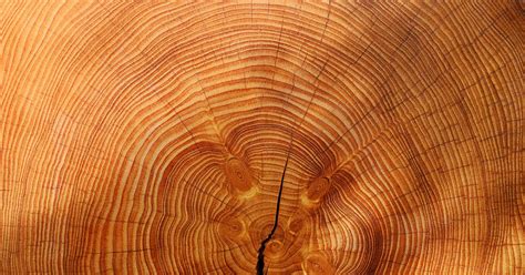 Tree Rings Reveal Climate Secrets Of The Forest EcoWatch
