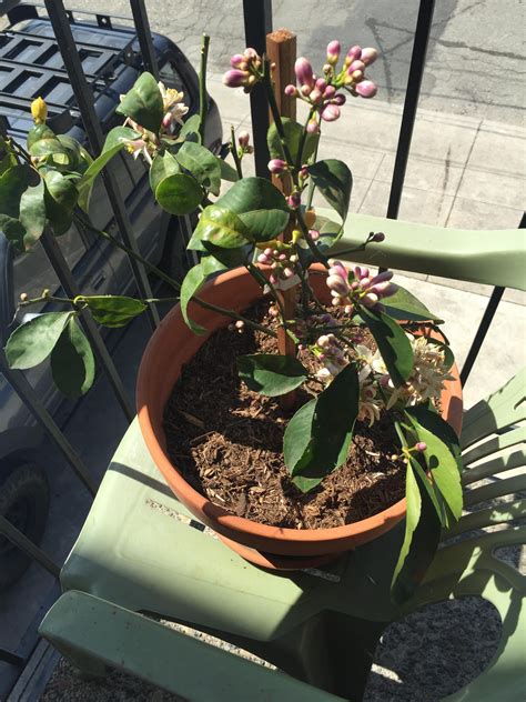 [help] Bought Dwarf Lemon Tree 2 Weeks Ago Looking For Advice R Gardening