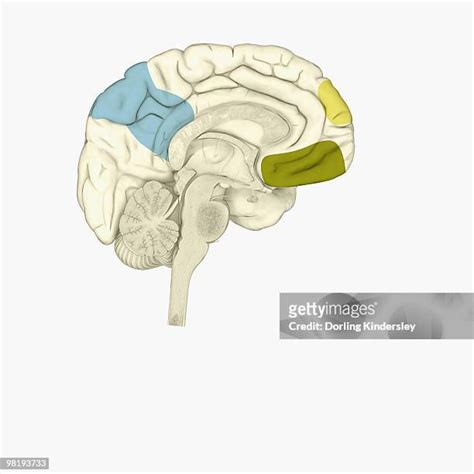 Prefrontal Cortex Photos And Premium High Res Pictures Getty Images Prefrontal Cortex Photos And Premium High Res Pictures Getty Images