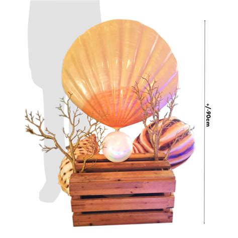 Giant Seashell And Conch Set Sgs Largest Sea Shells Decoration And