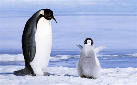 Penguin Desktop Wallpapers Wallpaper Cave