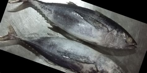 Object Detection Object Detection Dataset And Pre Trained Model By Deteksi Objek Ikan