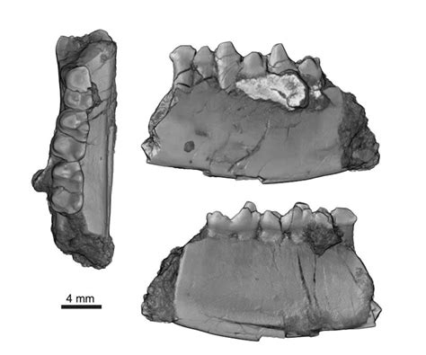 72 Million Year Old Fossil Found Near Utah Leads To Discovery Of