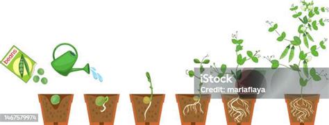 완두콩 식물의 생활주기 흰색 배경에 격리 된 화분에 뿌리 시스템을 가진 파종에서 개화 및 열매 맺는 식물까지 성장 단계 0명에 대한 스톡 벡터 아트 및 기타 이미지 Istock