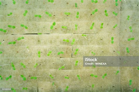 파종 공장 준비 도시 수경재배 신선하고 유기농 농산물을 위한 친환경 농업 온실 혁신 0명에 대한 스톡 사진 및 기타 이미지 0명 건강한 식생활 기술 Istock