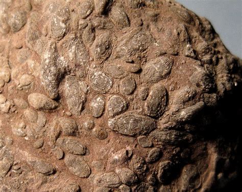 Fusulinid 2 Cochise College Geology Fusulinid 2 Cochise College Geology