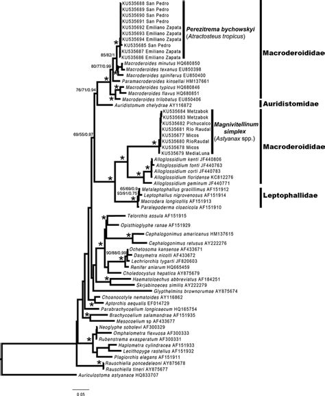 phylogenetic tree inferred through maximum likelihood of the 28s rdna