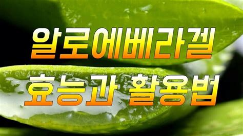 알로에베라겔 효능과 활용법 다이어트 피부미용 건강에 좋은 만병통지약 알로에 먹는 방 네이버 Tv