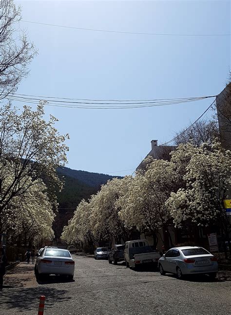 목련꽃이 활짝 피었네요 자유게시판 딜바다닷컴