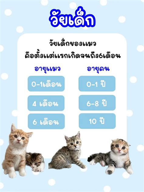 อายุ 25 มีแมว1ตัว🦦 แกลเลอรีที่โพสต์โดย ณฐ Lemon8