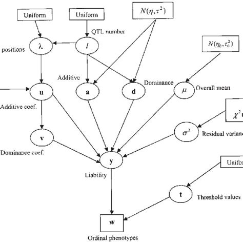 Directed Acyclic Graph For The Bayesian Qtl Mapping Model Boxes