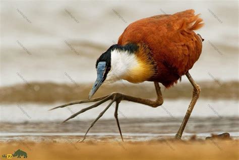 برکه‌نورد آفریقایی؛ پرنده معروف به «پرنده عیسی با عجیب‌ترین انگشت‌های جهان که روی آب راه می‌رود