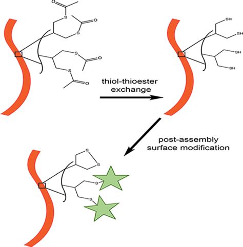Modifying The Surface Of Peptide Nanofibers Utilizing A Thiol‐thioester