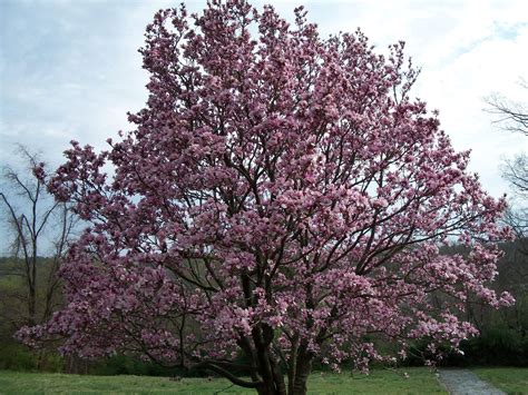 Saucer Magnolia At Maturity At Alyssa Coode Blog