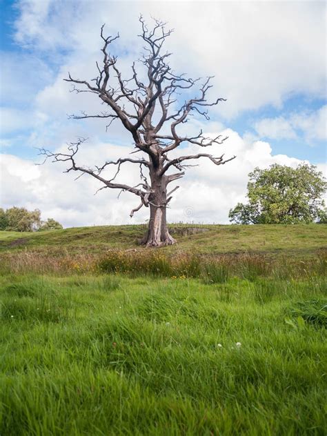 Lonely Spooky Dead Tree In A Green Grass Field Stock Image Image Of