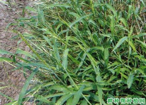 马唐草图片禾本科马唐草图片杂草马唐草图片牛筋草大山谷图库