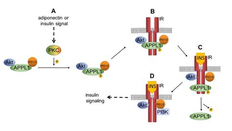Integration Of Insulin And Adiponectin Signaling Pathways A Upon Download Scientific Diagram