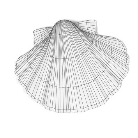 Pecten Albicans 3d Model 25 3ds Dae Fbx Obj Unknown Blend Free3d