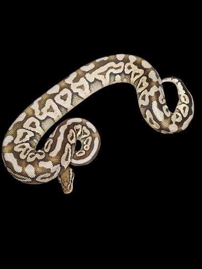 Pastel Spot Nose Mojave Het Clown Ball Python By No Limit Reptiles