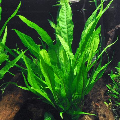 Java Fern Bare Root Microsorum Pteropus Low Light