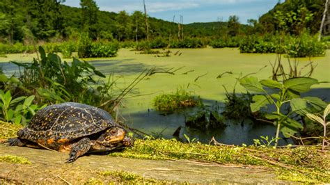 How To Take Care Of Spotted Turtles Foolproof Guide The Turtle Hub