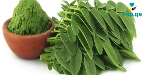 სიცოცხლის ხე ყველაზე უნიკალური მცენარე მსოფლიოში თავისი სამკურნალო თვისებებით Vap Ge