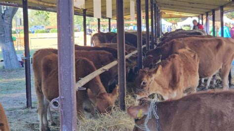 Министерство на земеделието въвежда геномна оценка на селскостопанските животни Икономика и
