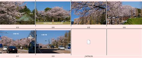 弘道館公園桜ソメイヨシノ満開 2024 04 10 写真特集